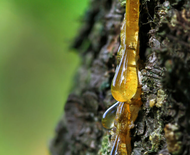 BoreA Canada - Producteur d’huiles essentielles de la forêt boréale ...